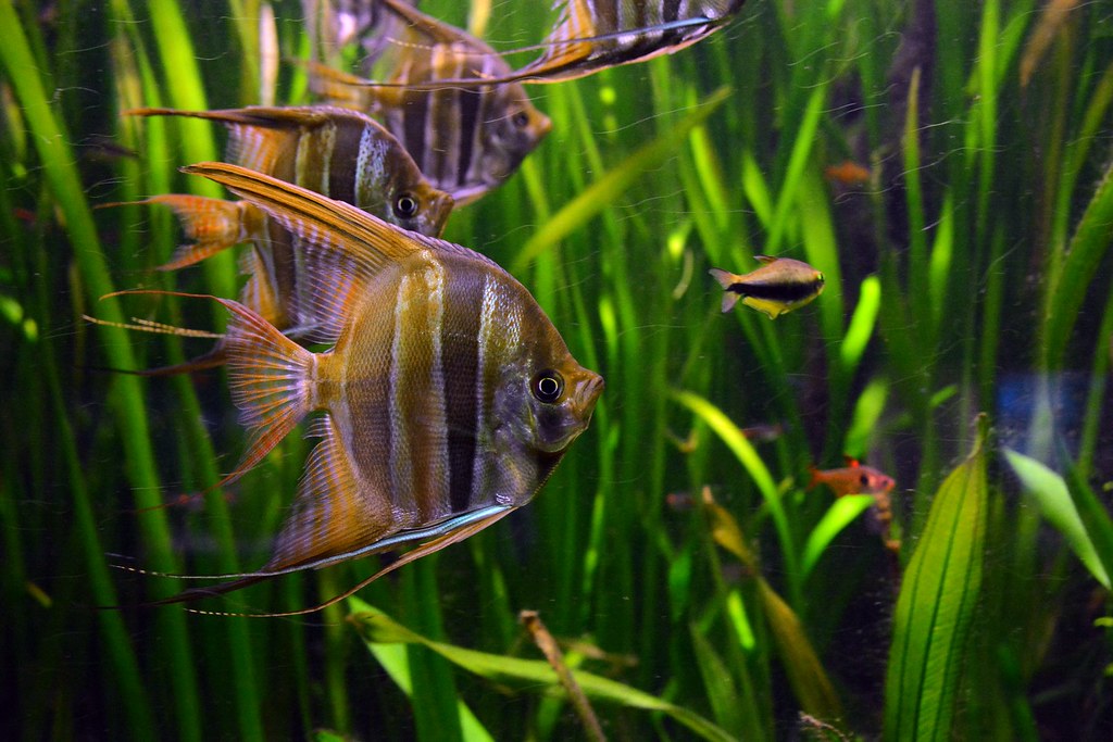 Der Skalar im Aquarium | Aquarienfilter-Vergleich